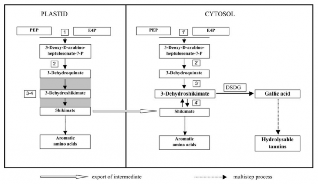 Gallic Acid Biosynthesis | Natural Chemistry Research Group
