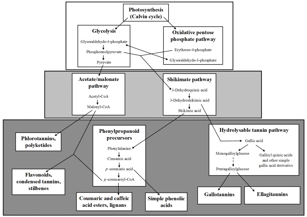 General Phenolic Biosynthesis Pathways | Natural Chemistry Research Group