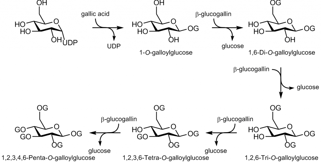 Galloylglucose and Gallotannin Biosynthesis | Natural Chemistry ...